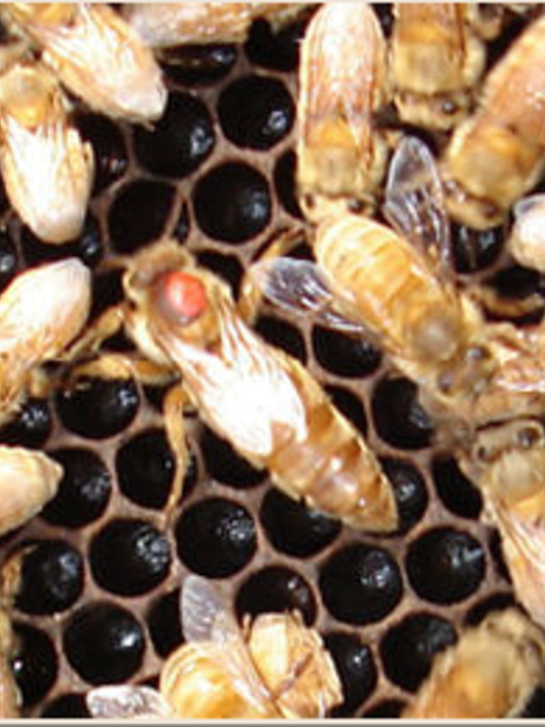 Beekeeping - Bees - To Bee or not to bee