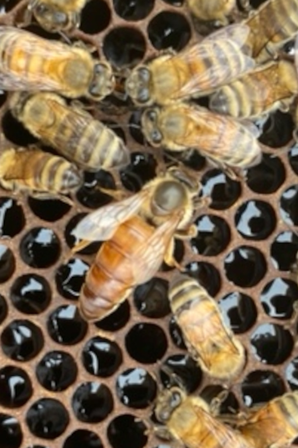 Russian Queen Bee - To Bee or not to bee