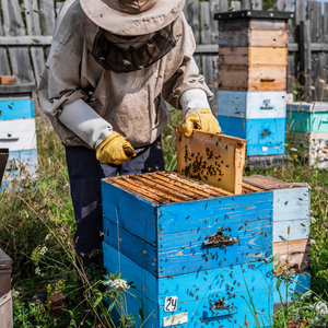 To Bee or Not To Bee Beekeeping Supplies - To Bee or not to bee