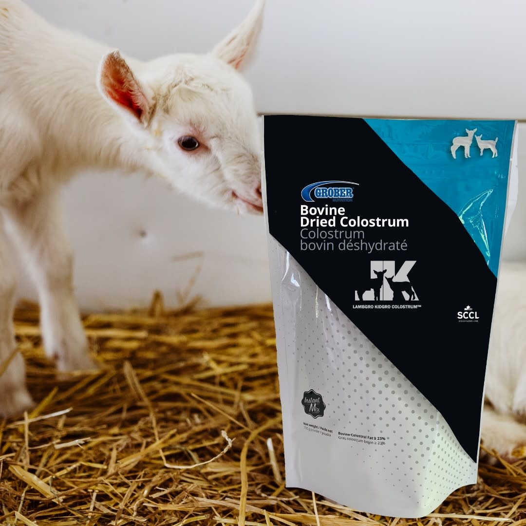 GROBER - Dehydrated colostrum for sheep/goats - Paddock Animal & Co