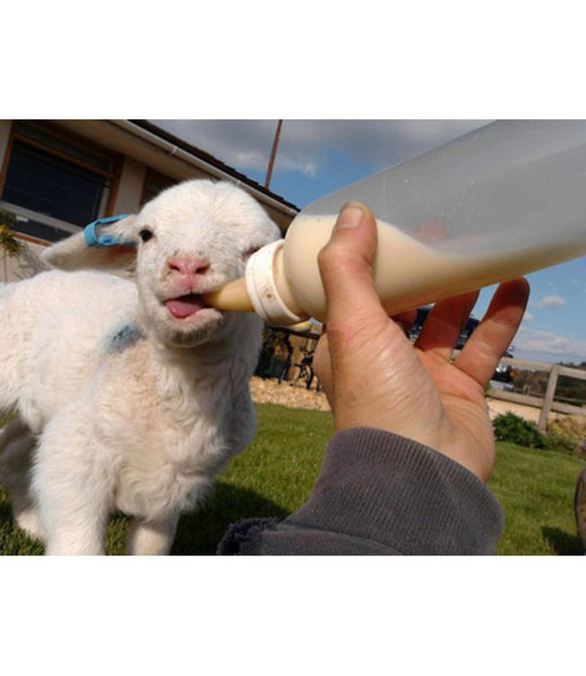 GROBER - Dehydrated colostrum for sheep/goats - Paddock Animal & Co