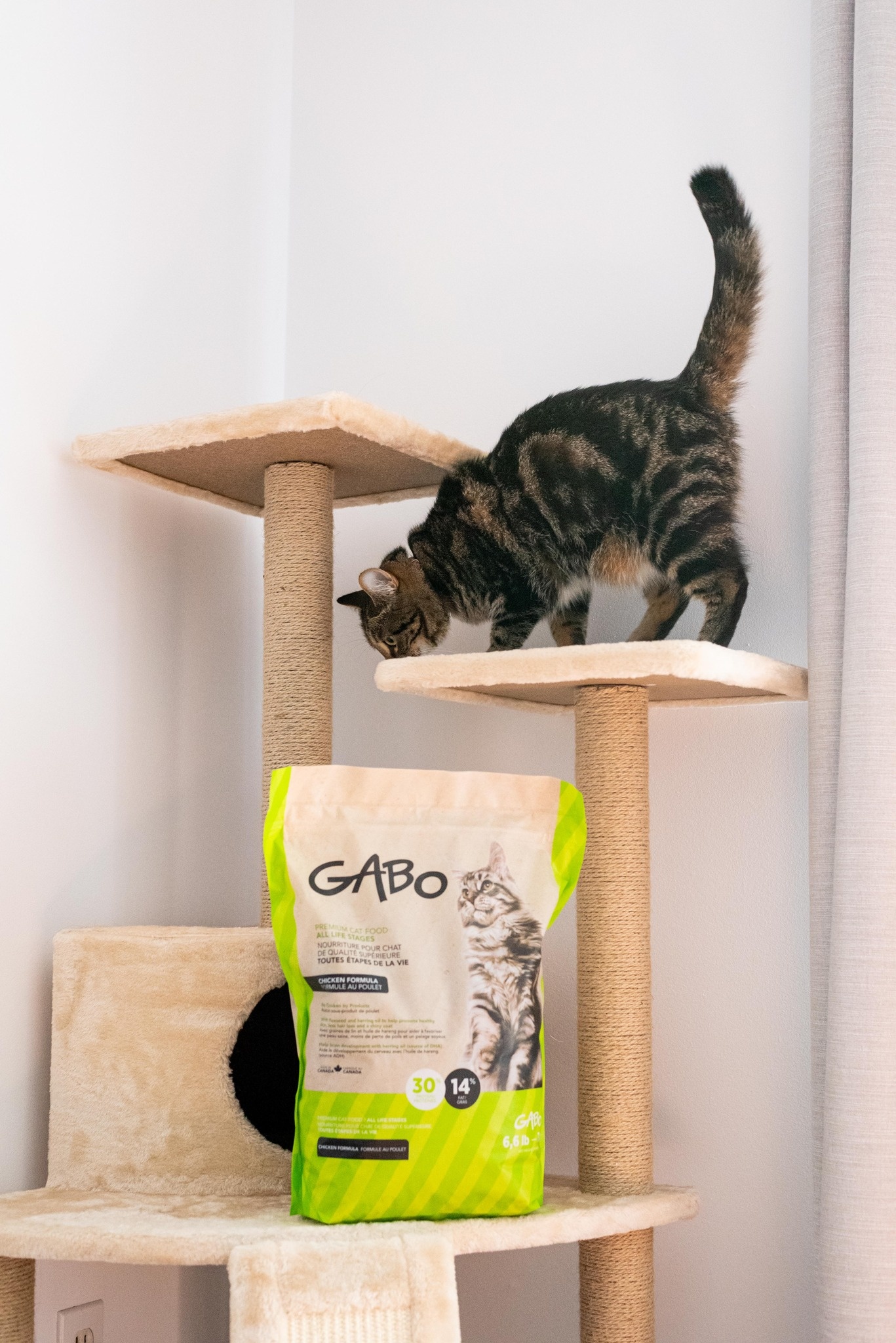 GABO - Nourriture au Poulet pour Chat & Chaton - Paddock Animal