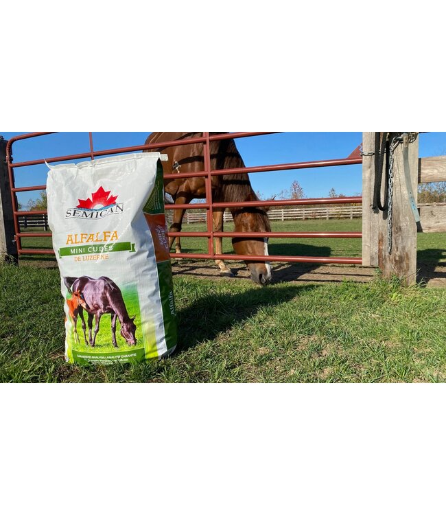 SEMICAN - Minicubes de Luzerne - Paddock Animal