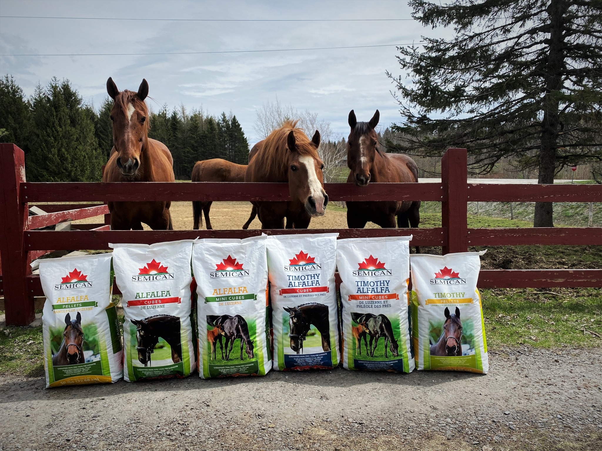 SEMICAN - Minicubes de Luzerne et Phléole - Paddock Animal
