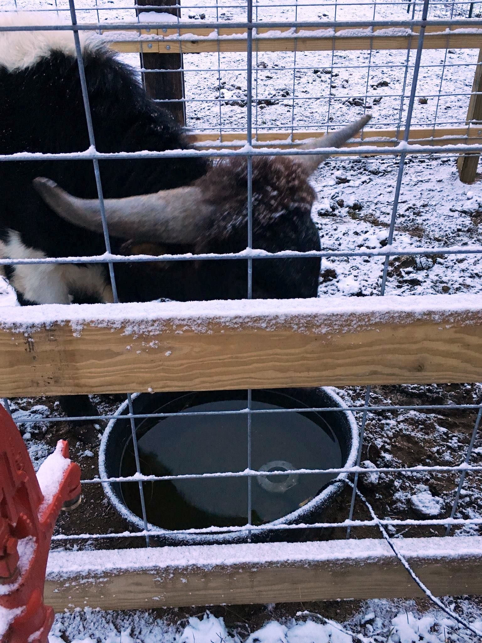 FARM INNOVATORS - Dégivreur utilitaire submersible - Paddock Animal