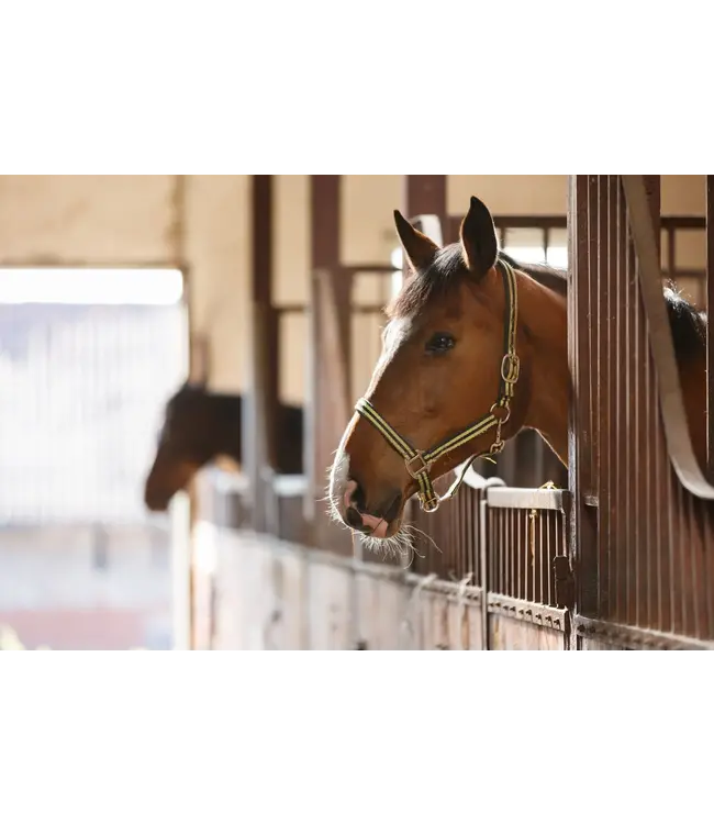 PURODORA LAB - Horse Urine Cleaner & Odor Neutralizer - Paddock Animal & Co