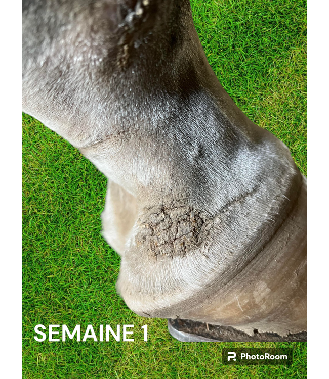 PRO CONCEPTS - ProHex Ointment (Chlorhexidine 1%) - Paddock Animal & Co