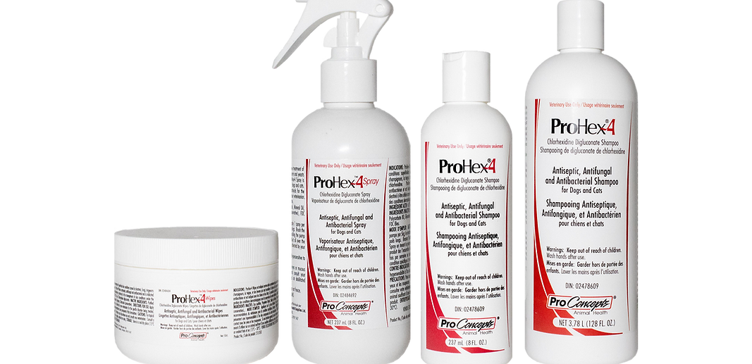 PRO CONCEPTS - ProHex Onguent (Chlorhexidine 1%) - Paddock Animal