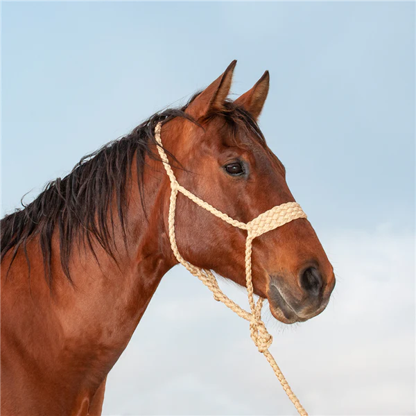 CLASSIC EQUINE - Licou Wide Nose Flat Braid - Paddock Animal