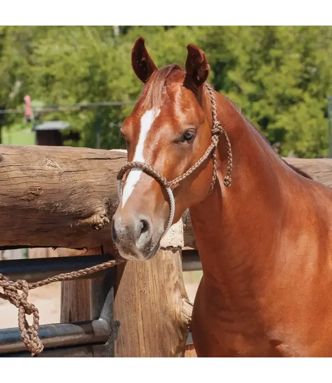 CLASSIC EQUINE - Licou Lariat Roper Nose - Paddock Animal