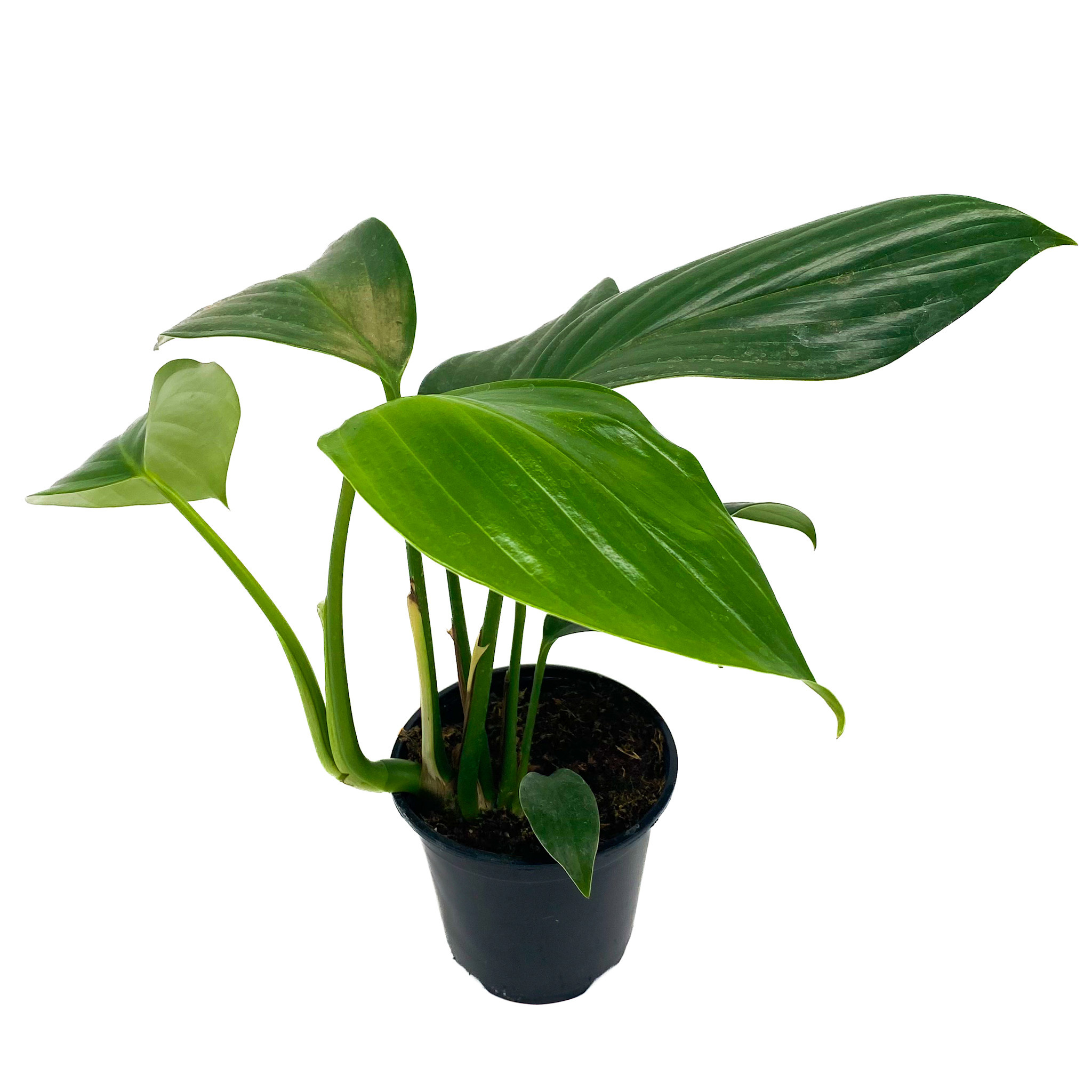 Rhaphidophora Decursiva, Dragons Tail 4in - Zocalo