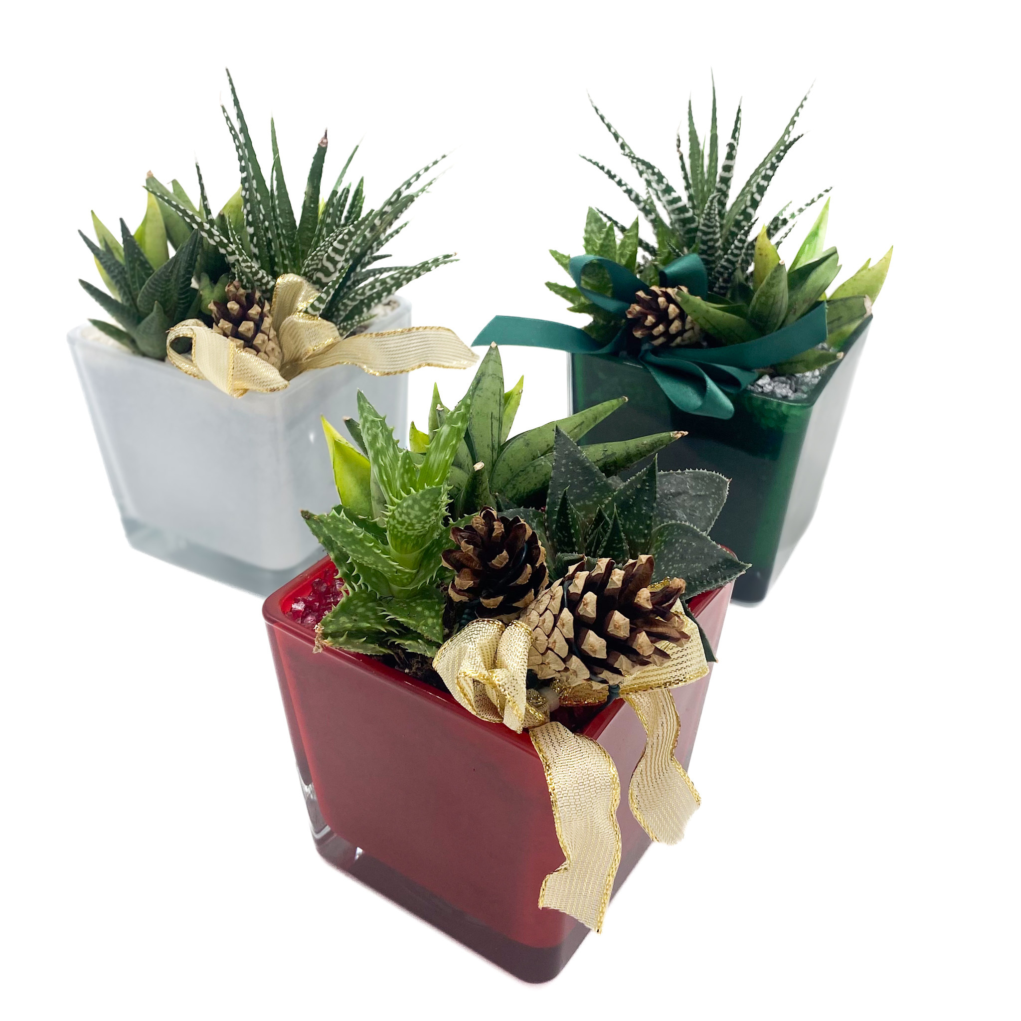 Arrangement, Haworthia Glass Cube - Zocalo