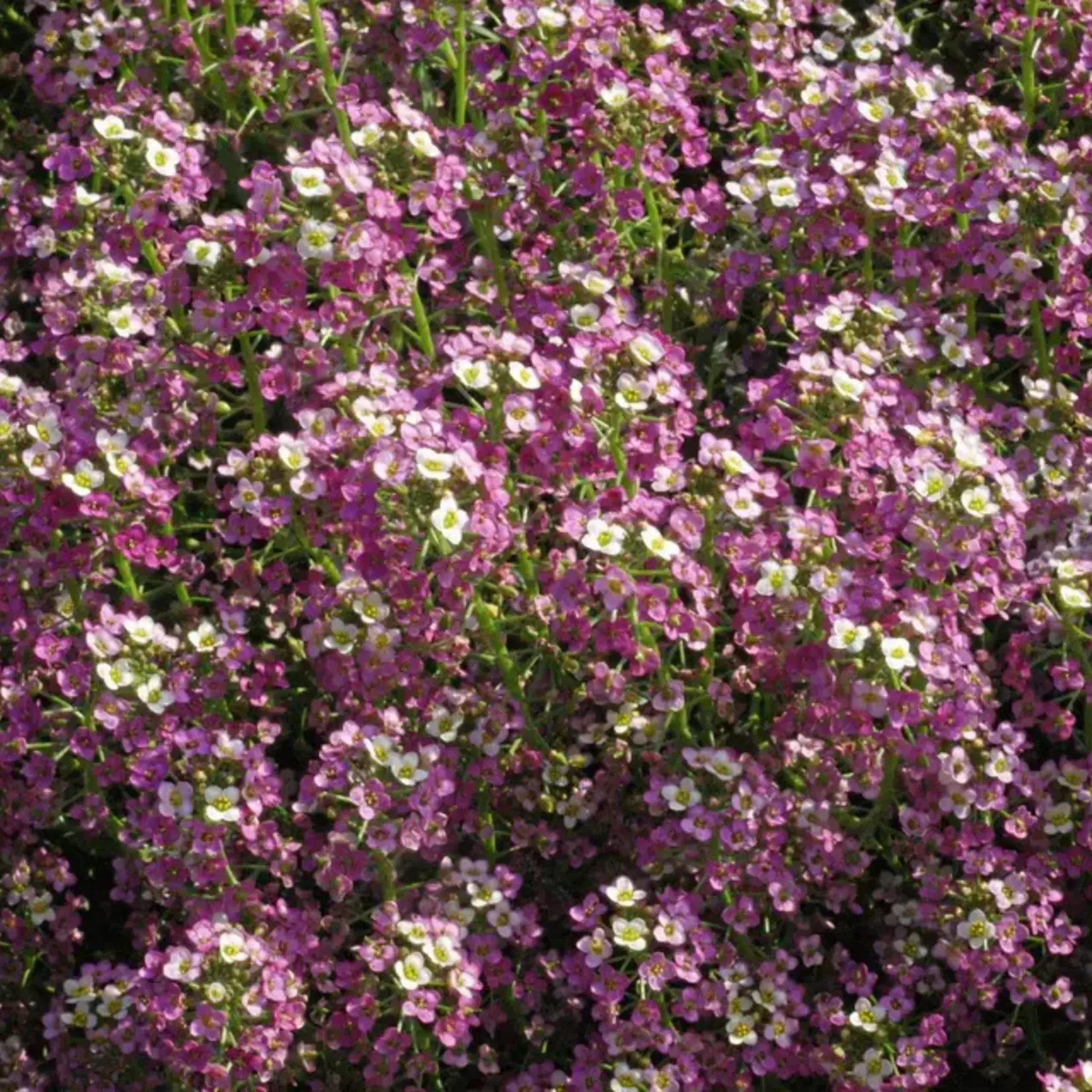 Seeds, Alyssum Dwarf Pink (West Coast Seeds) - Zocalo