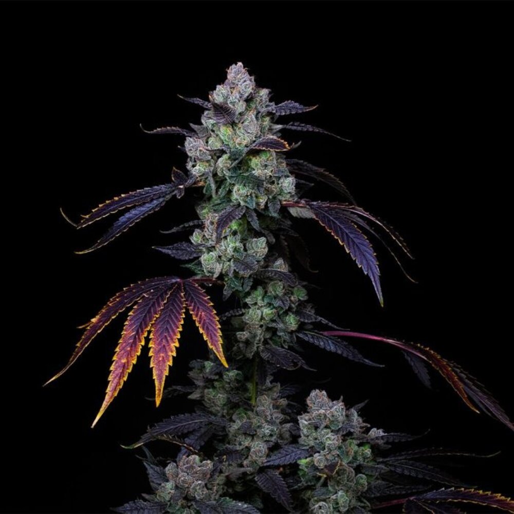 Compound Genetics Perzimmon Gastro Pop Drop - Home Grown Supplies