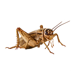 CRICKETS 1000 (lot) PRE ORDER ONLY - Rick's Pet Stores Inc.