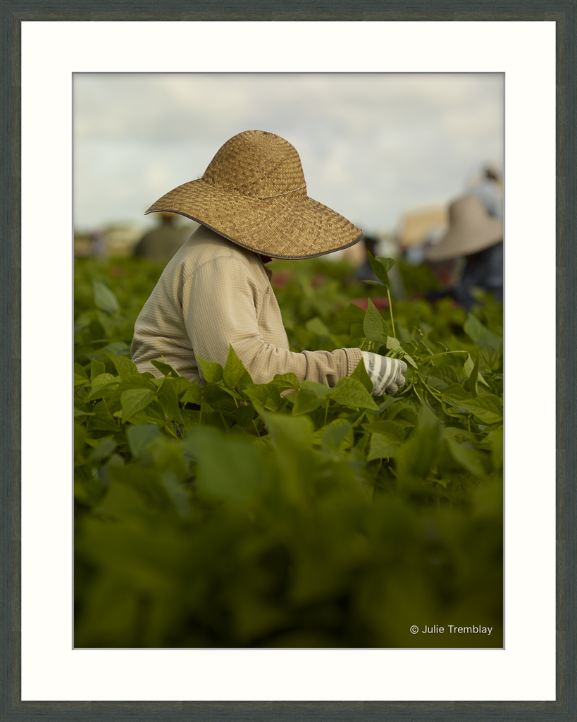 Bean Picker - JulieTremblay