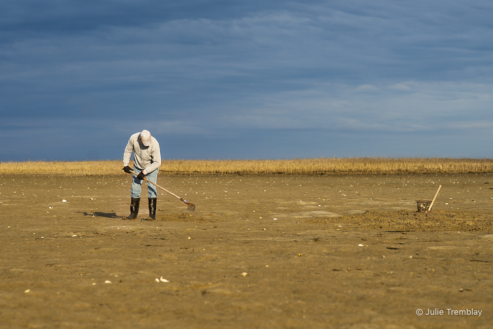 Clam Digger - JulieTremblay