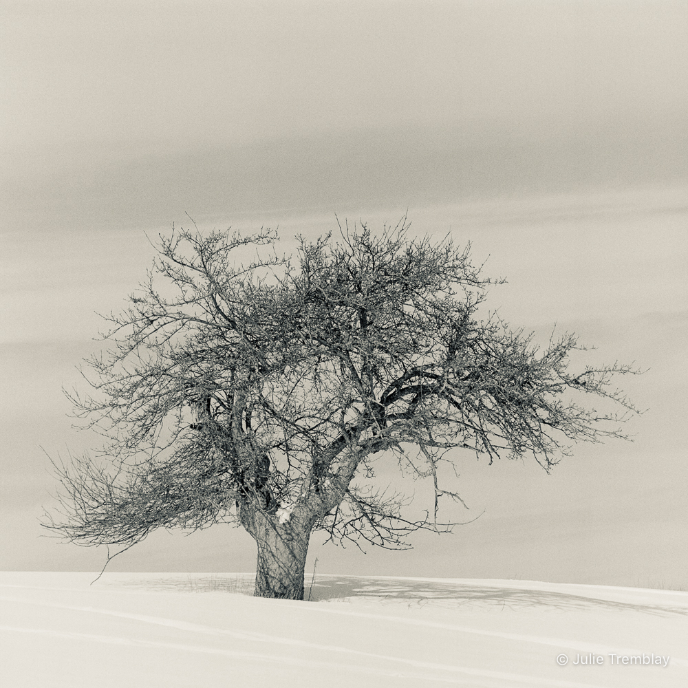Sole (tree) - JulieTremblay