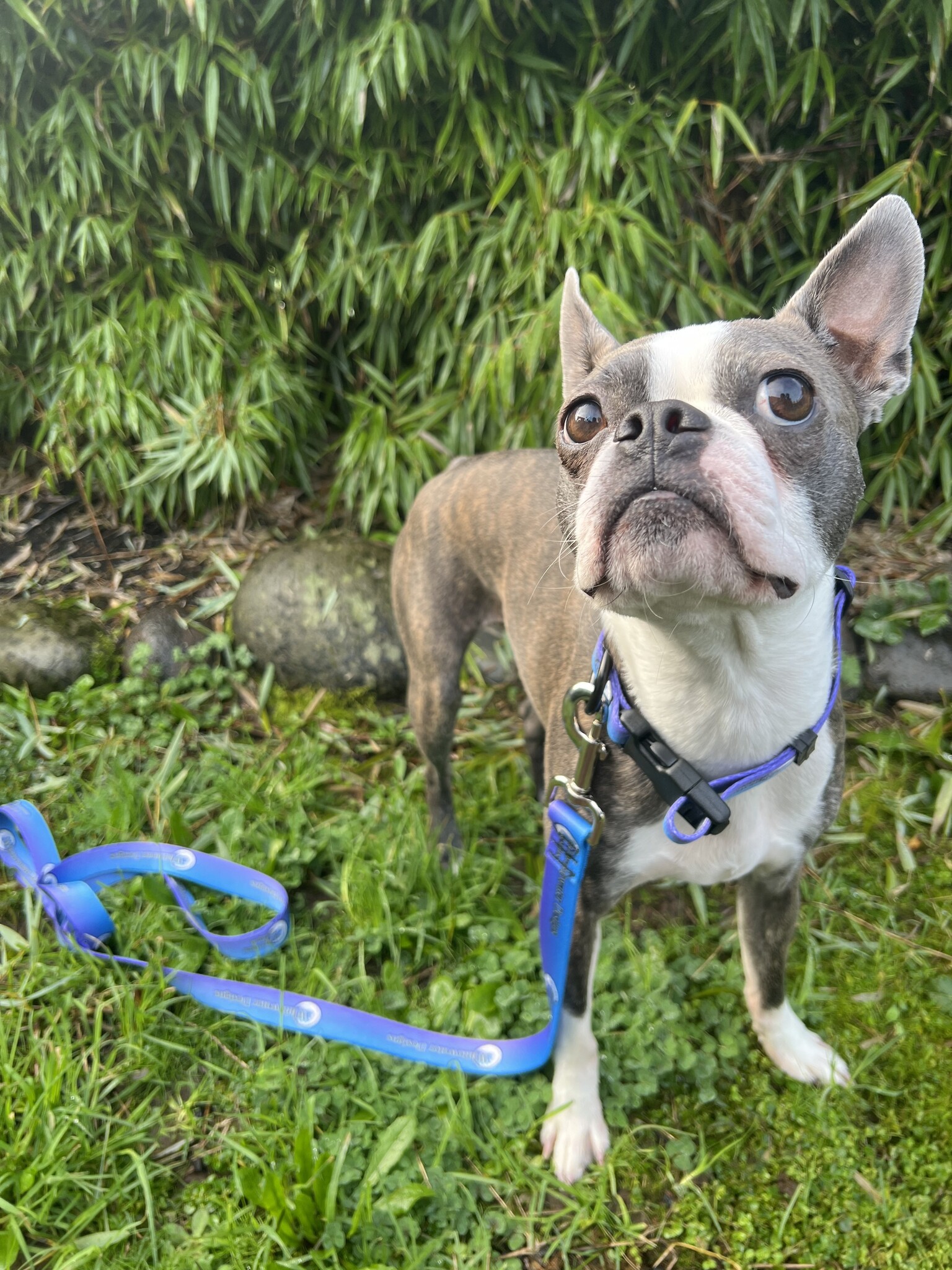 OPS Dog Leash - Oregon Paddle Sports