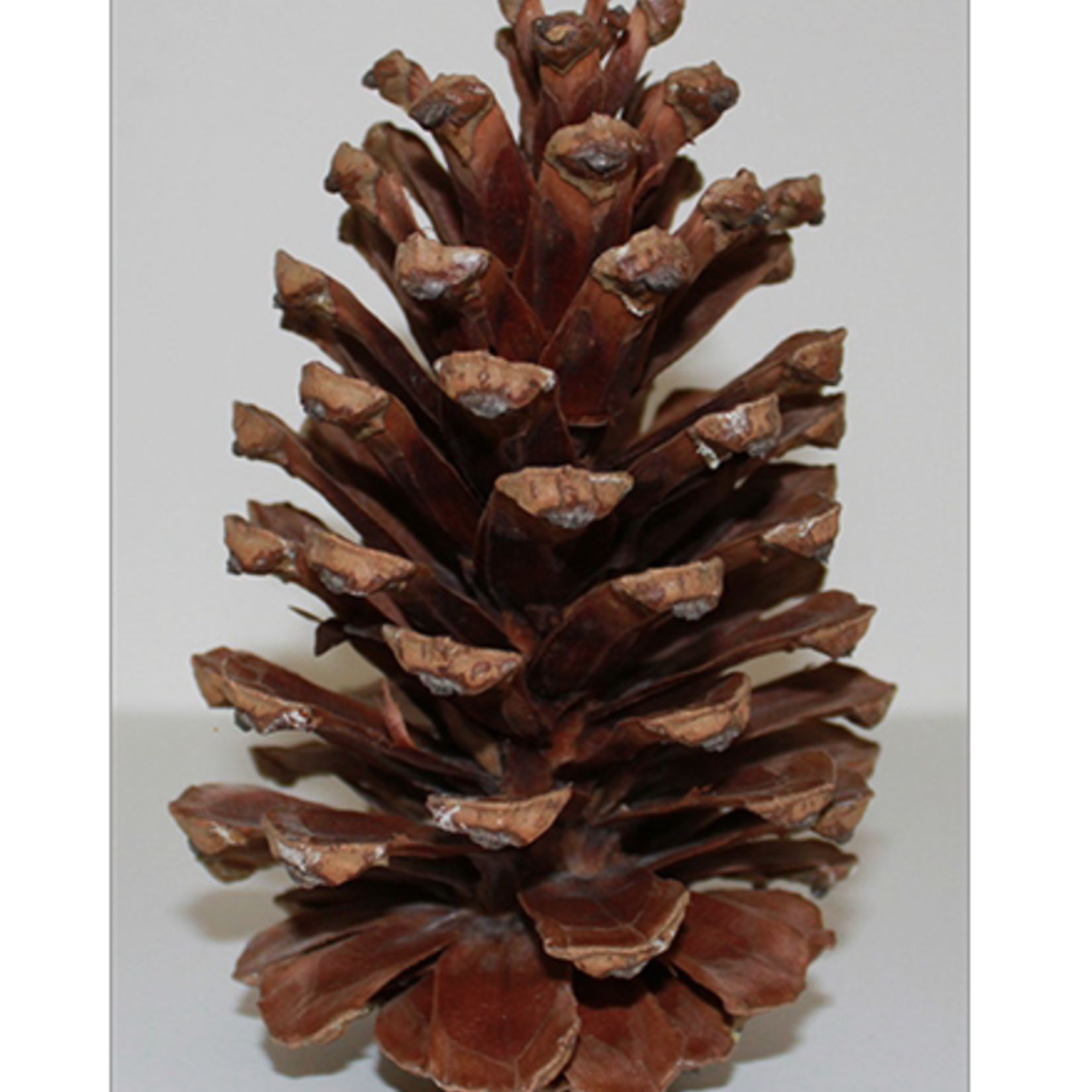 Slash Pine Cone