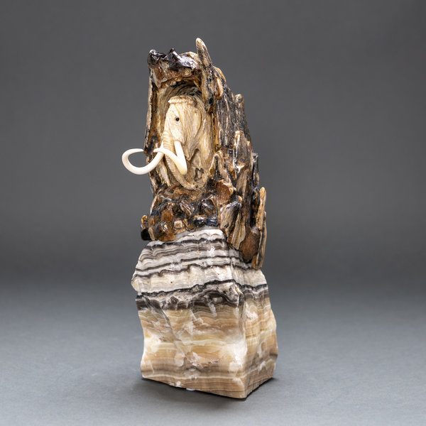 Fossils - Fossil & Stone