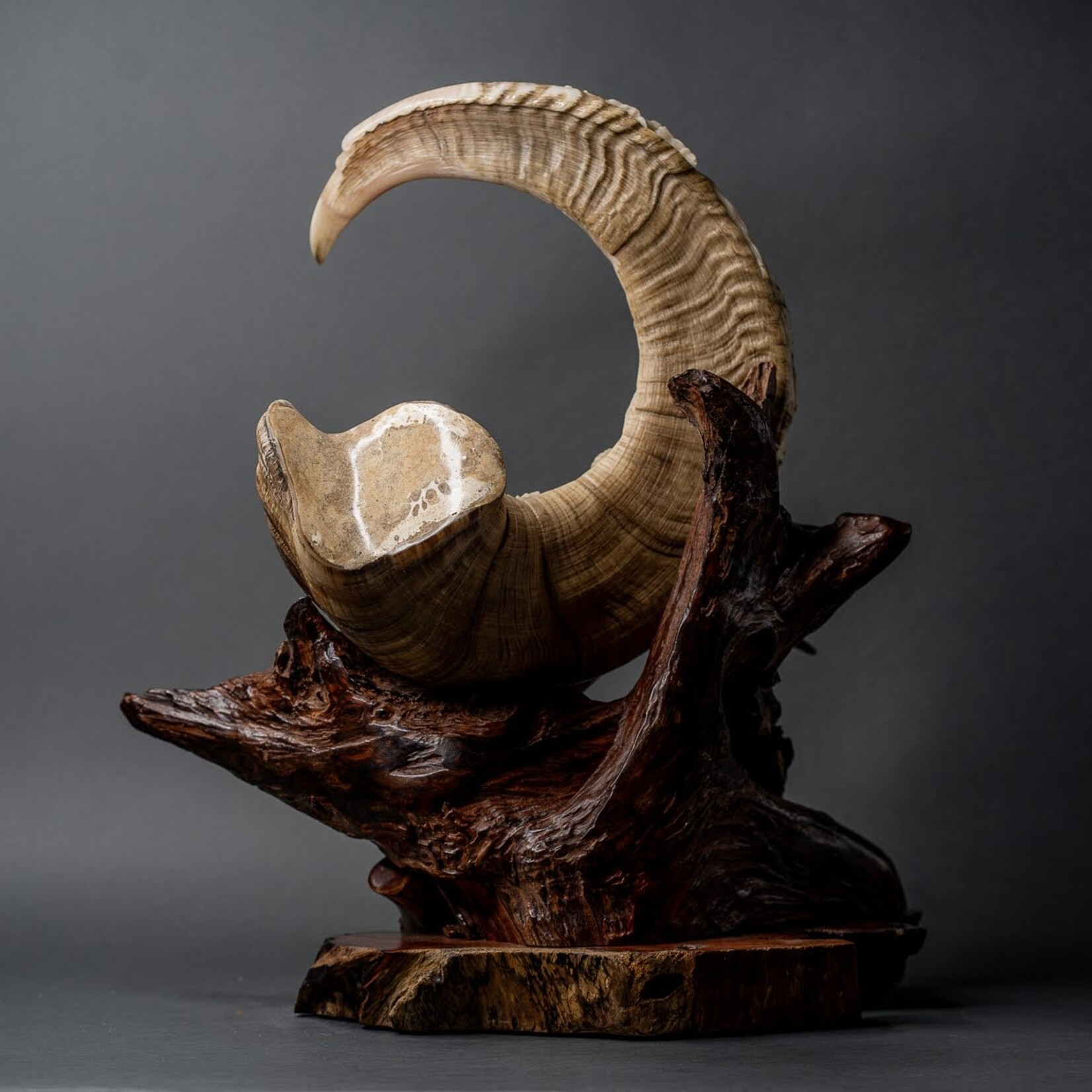Alaska Dall Sheep & Raven #168 - Fossil & Stone