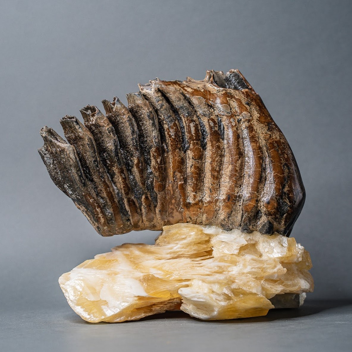 Mammoth Molar #159 - Fossil & Stone