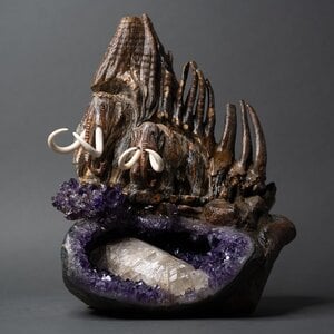 Fossils - Fossil & Stone