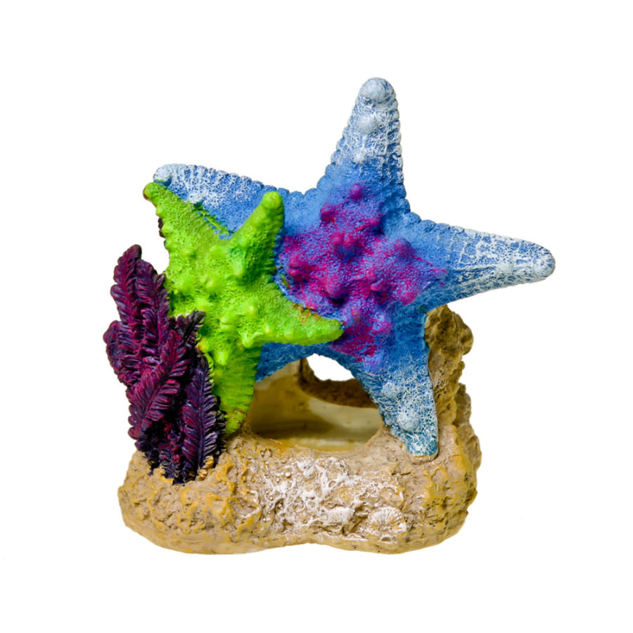 BLUE RIBBON DUO STAR W PLANT - The Hidden Reef, Inc