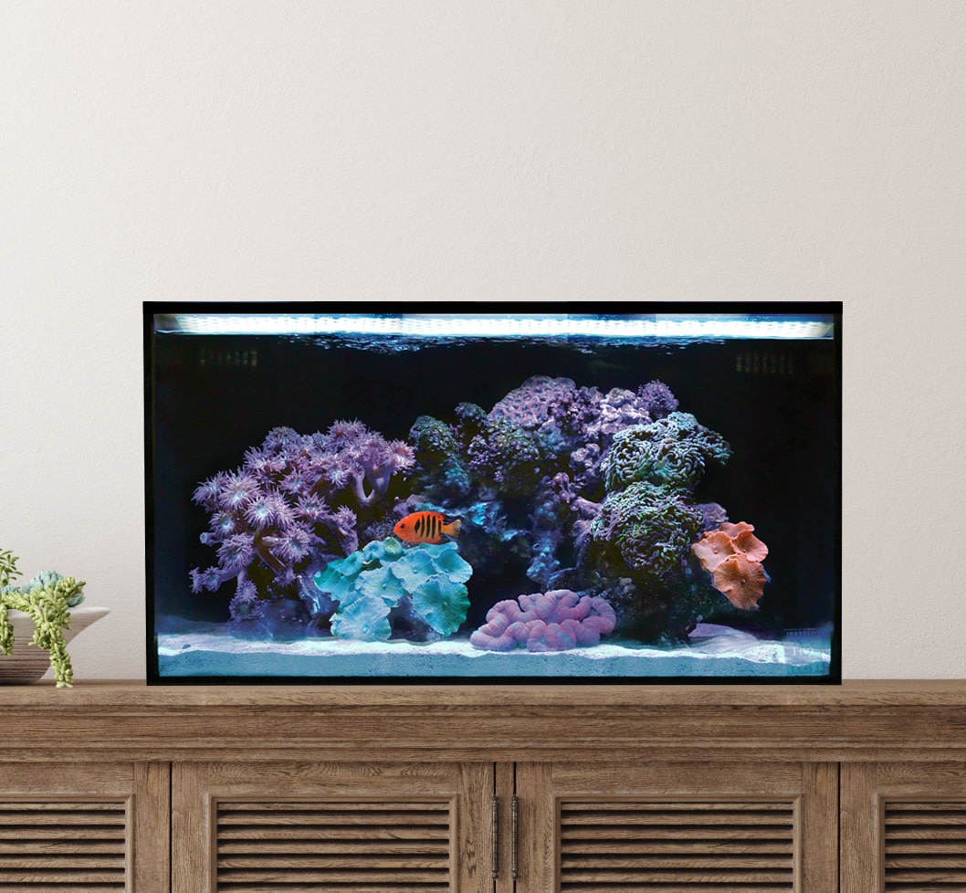 INN FUSION AIO 20 LONG AQUARIUM - The Hidden Reef, Inc