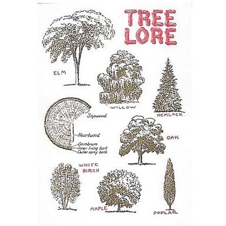 Tree Lore - Budd + Finn