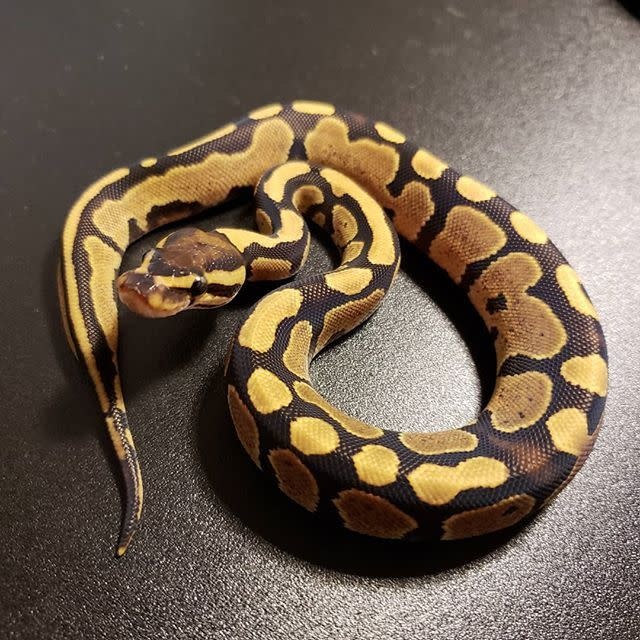 YELLOWBELLY HET CLOWN BALL PYTHON - Gordon's Aquatics