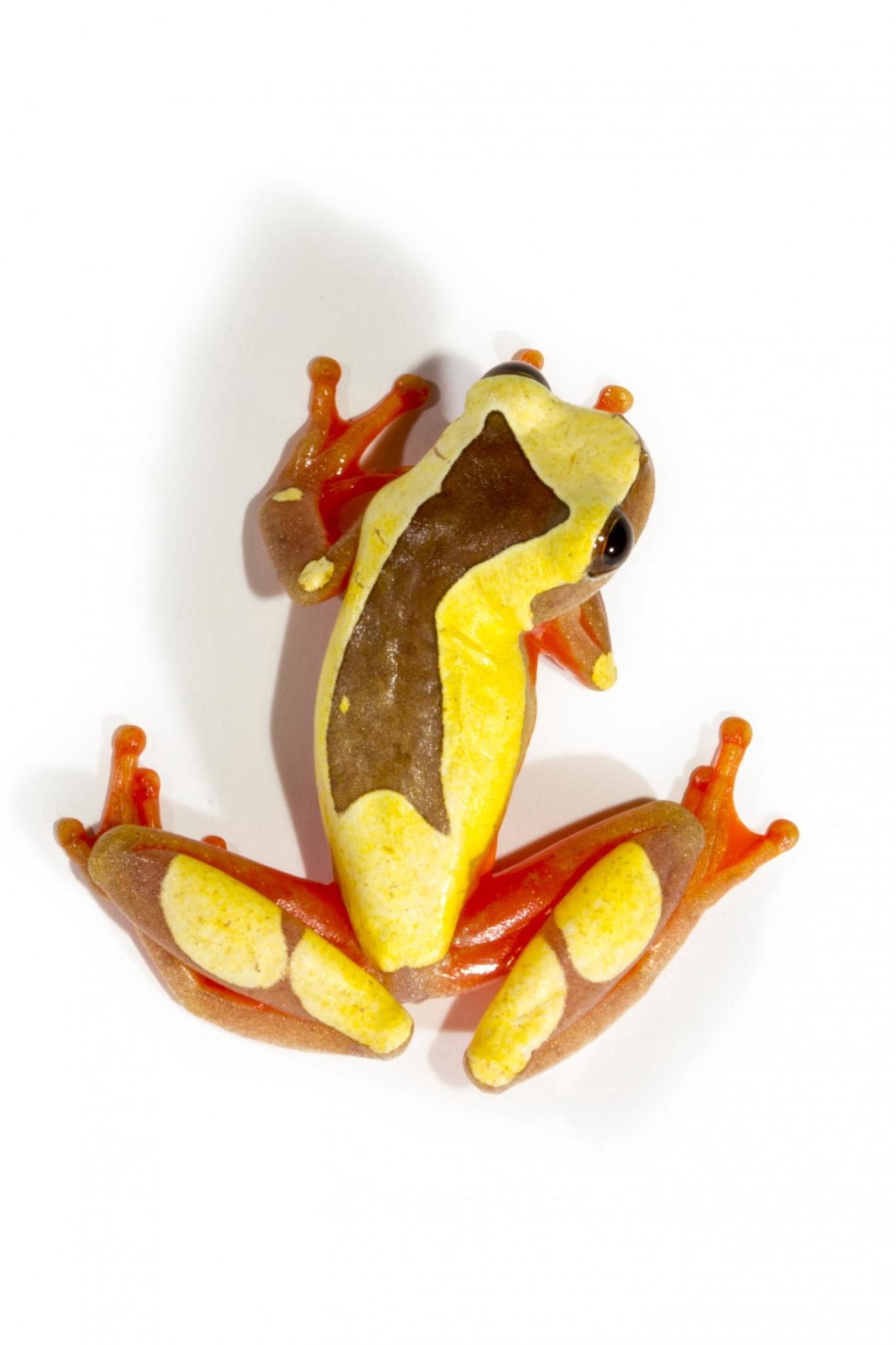 CLOWN TREE FROG - Gordon's Aquatics