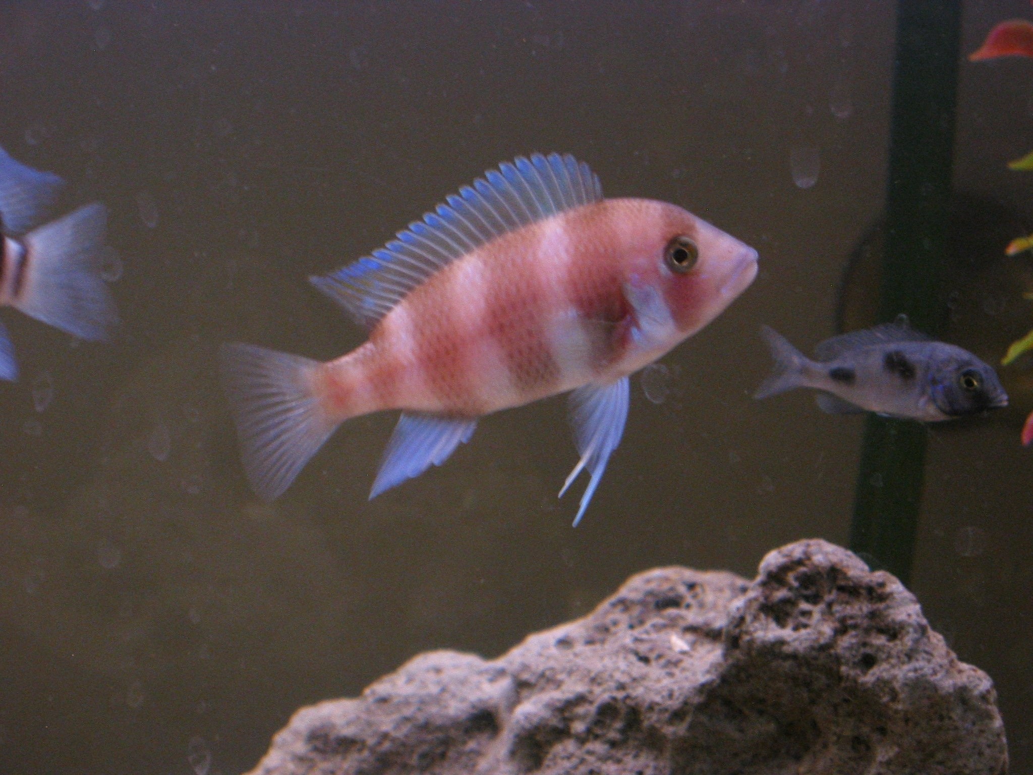 RED FRONTOSA CICH - Gordon's Aquatics