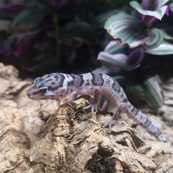 Amphibians, Lizards, Snakes, Arachnids, Reptiles - Roonami