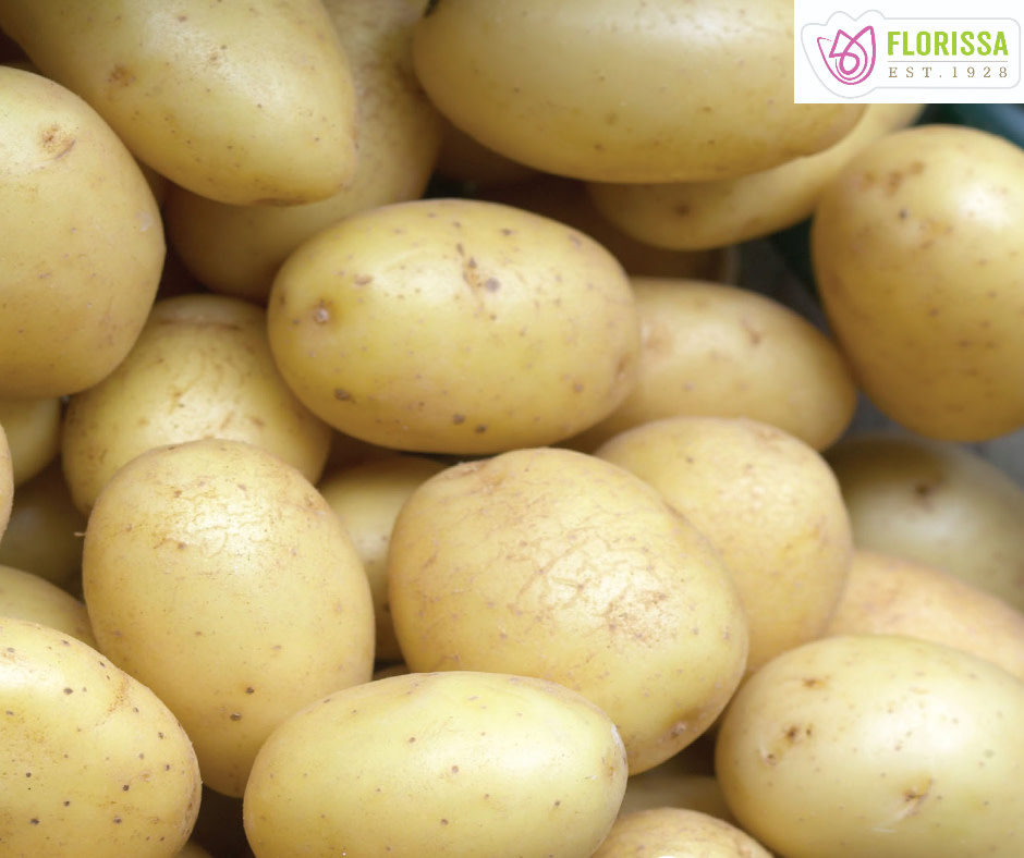 Florissa 2 kg Warba Potato 340-370-01 - Hunniford Gardens