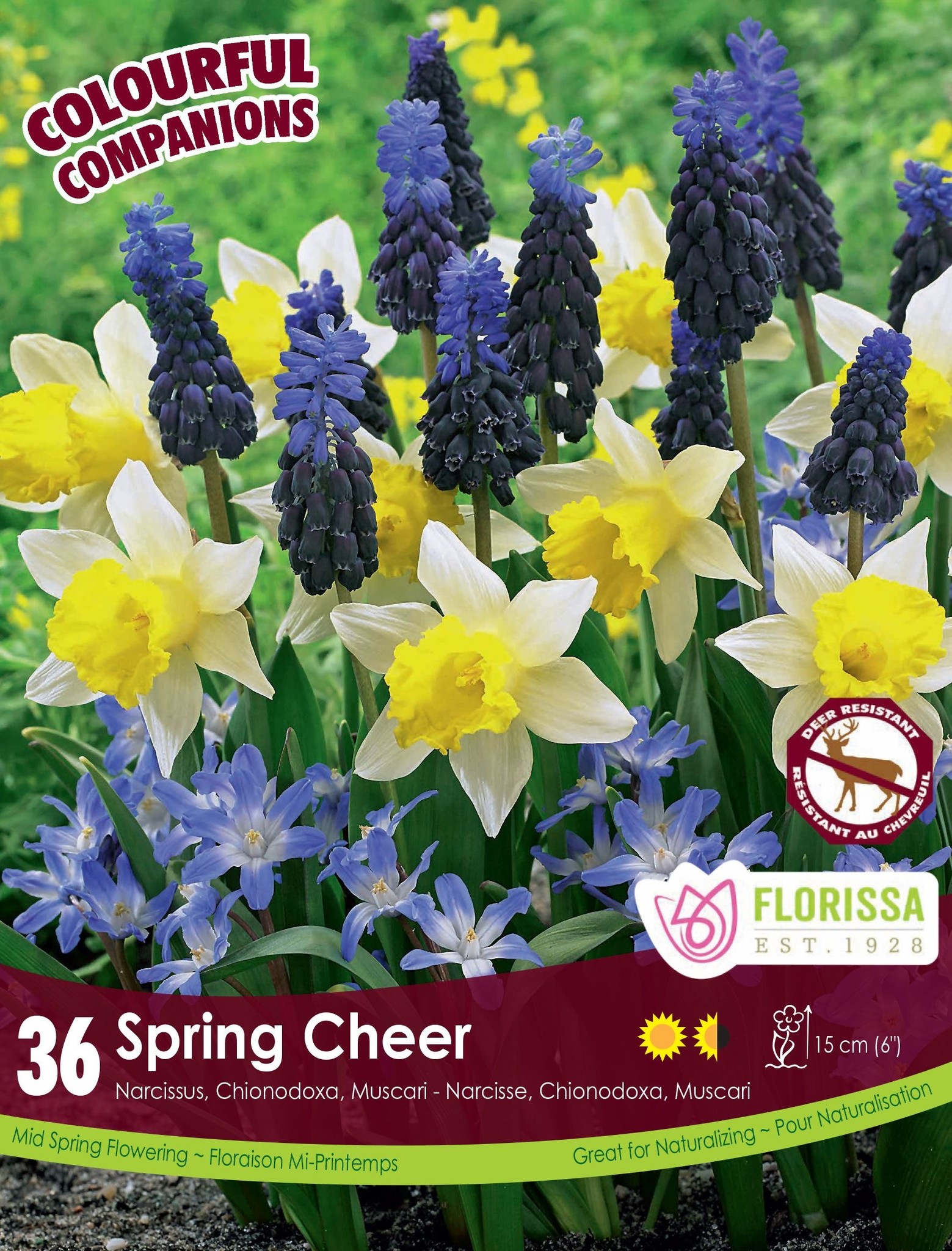 Colourful Companions Spring Cheer Blend 36/pkg - Hunniford Gardens