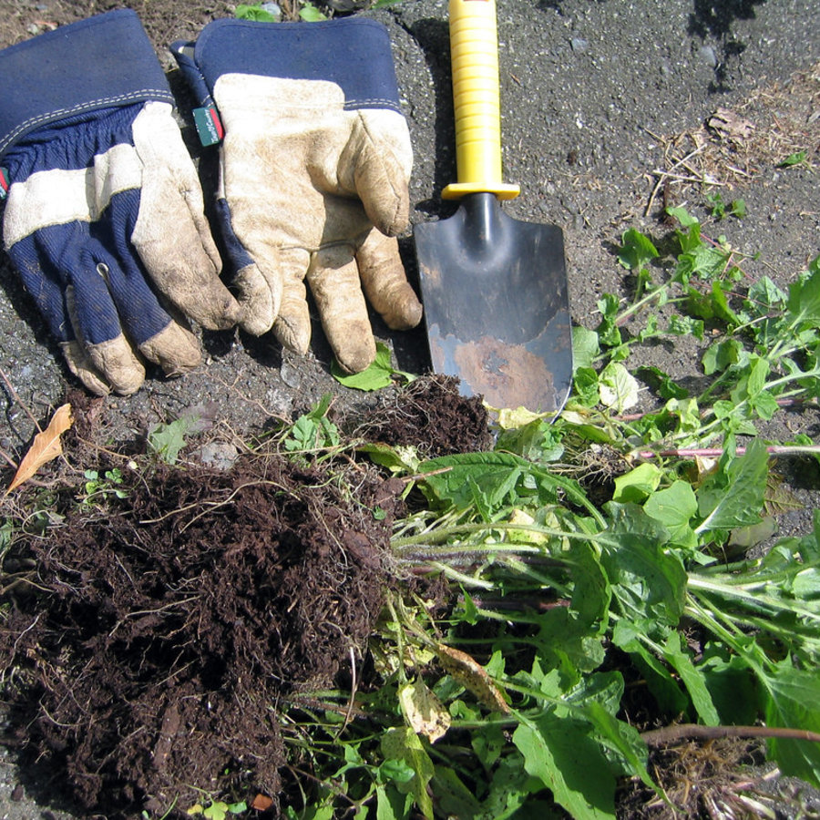 Garden plant care products near San Leandro East Bay - Evergreen Nursery
