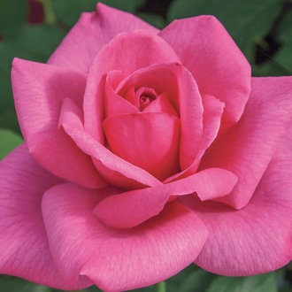 Rose Bushes, Trees and Climbers - Evergreen Nursery