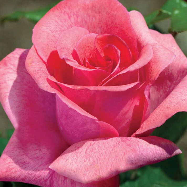 Rose Bushes, Trees and Climbers - Evergreen Nursery