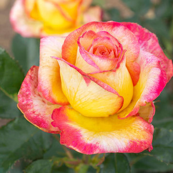 Rose Bushes, Trees and Climbers - Evergreen Nursery