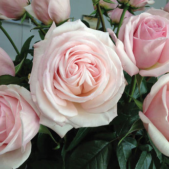 Rose Bushes, Trees and Climbers - Evergreen Nursery