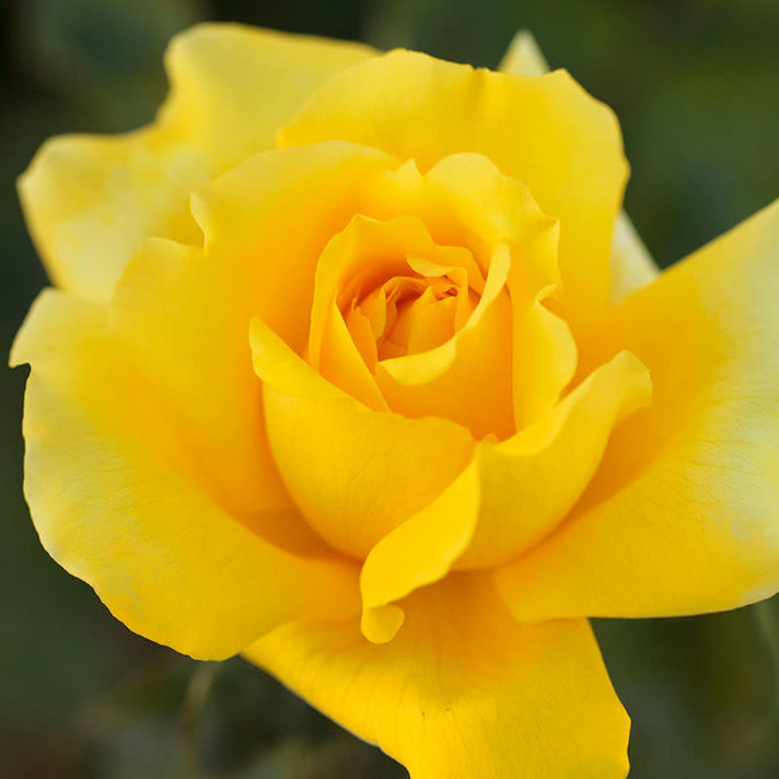 Rose Bushes, Trees and Climbers - Evergreen Nursery