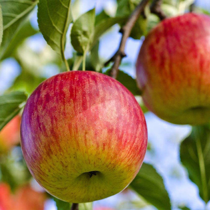 High Quality Fruiting Plants near San Leandro East Bay - Evergreen Nursery
