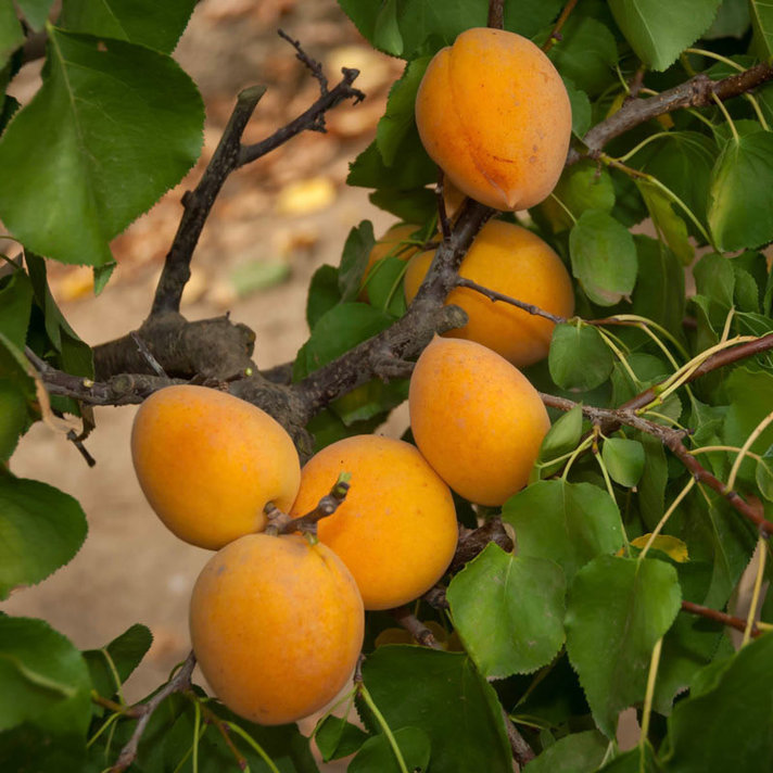 High Quality Fruiting Plants near San Leandro East Bay - Evergreen Nursery