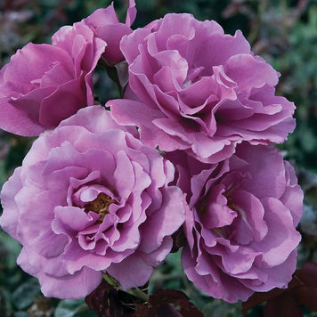 Quality Rose Bush Selection in San Leandro East Bay - Evergreen Nursery
