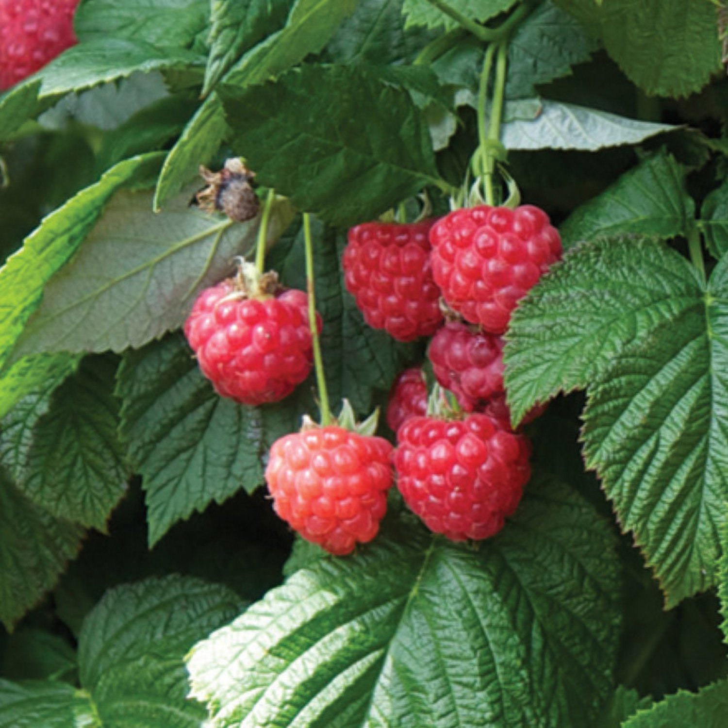 Raspberry Shortcake Plant Plants365 Releases An Exclusive New Patio