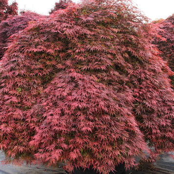 Quality Japanese Maple Trees in San Leandro East Bay - Evergreen Nursery