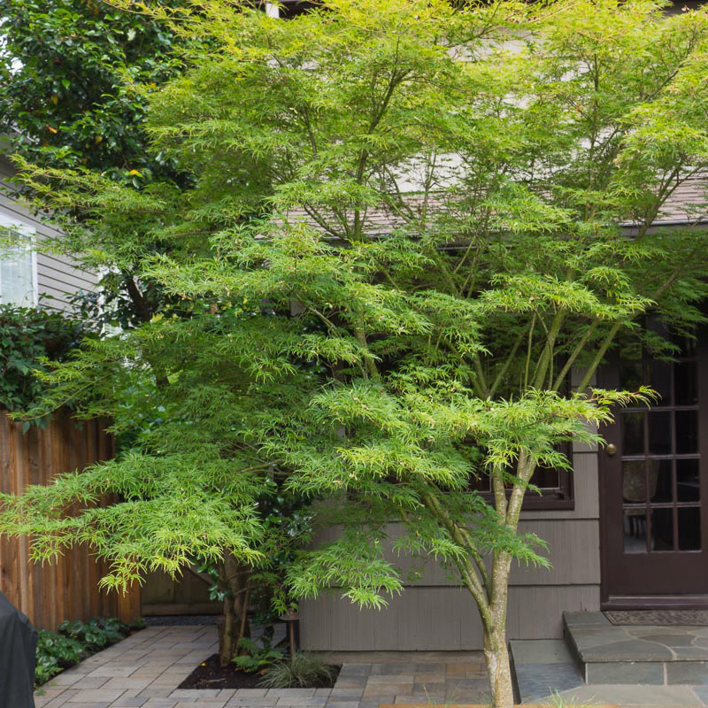 Acer palmatum dissectum 'Seiryu' - Evergreen Nursery