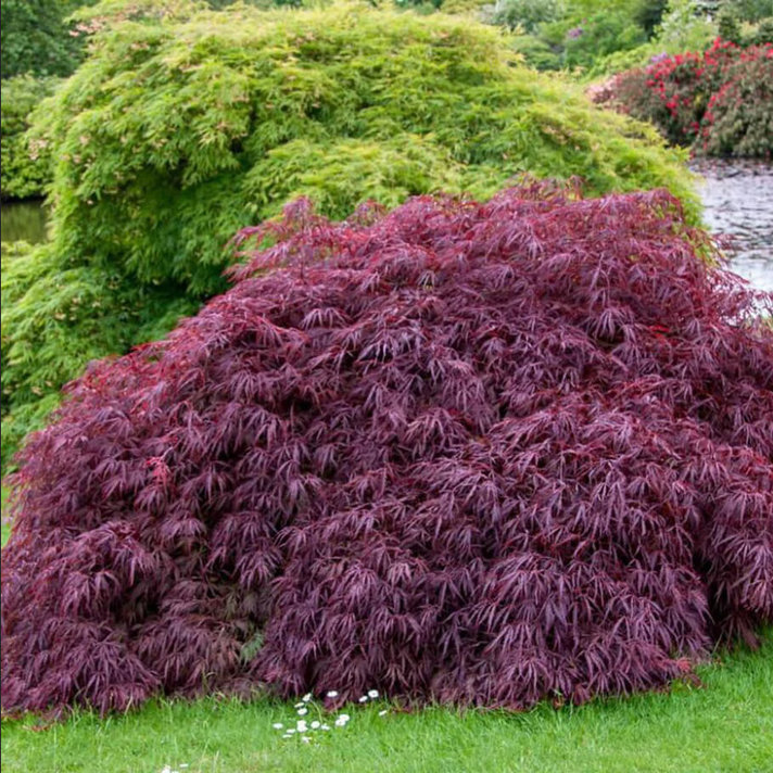 Quality Japanese Maple Trees in San Leandro East Bay - Evergreen Nursery